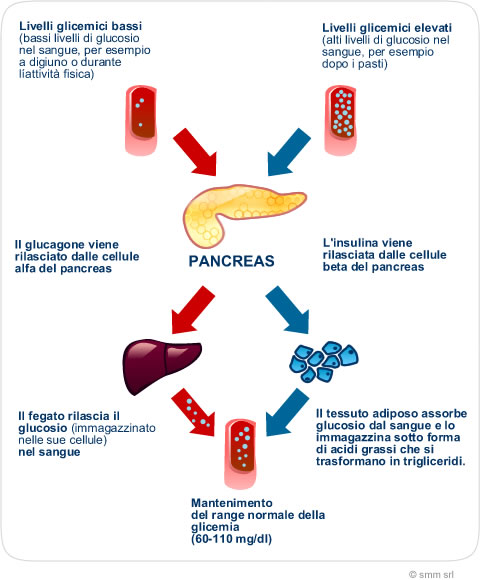 Insulina e glucagone: due ormoni votati al glucosio - Diabete.com