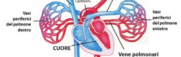 Tronco Polmonare UNIVERSITÁ DEGLI STUDI DI PADOVA
