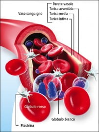 Globuli rossi: che cosa sono, a cosa servono - Diabete.com