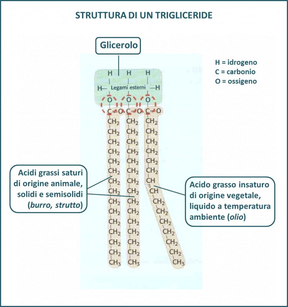 Che cosa sono i trigliceridi? - Diabete.com