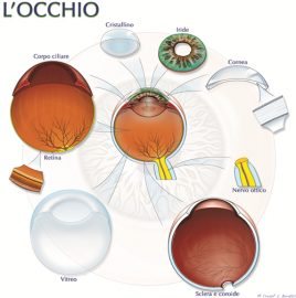 Come è Fatto l'Occhio Umano: Parti Anatomiche - Diabete.com