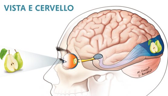 Come è Fatto l'Occhio Umano: Parti Anatomiche - Diabete.com Come è Fatto l'Occhio Umano: Parti Anatomiche - Diabete.com